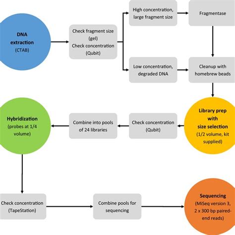example workflow diagram for cost‐effective target capture sequencing