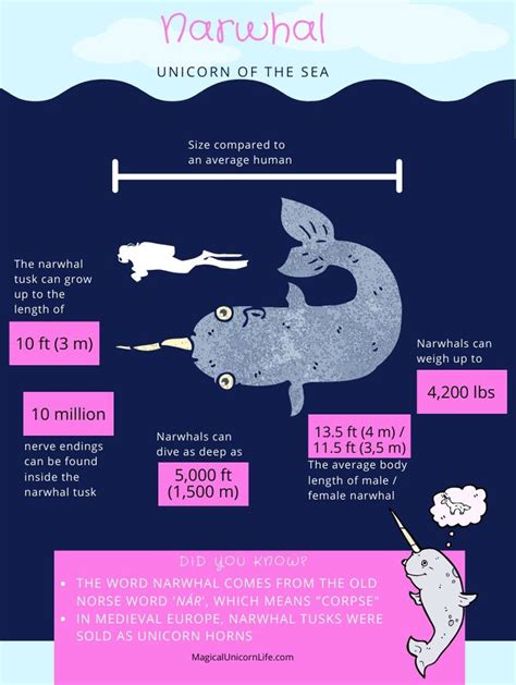 Unicorn Whale Narwhal 23 Narwhal Facts Narwhal Facts Narwhal Whale