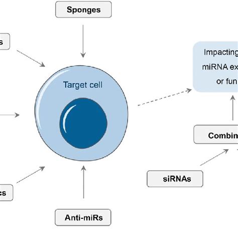 Schematic Overview On Routes For Mirna Targeting In The Cell