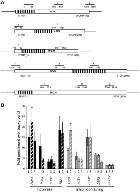 rna polii recruitment reflects the transcriptional frequency of nine
