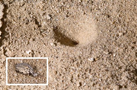 Antlion And Its Pit Stock Image C025 0489 Science Photo Library