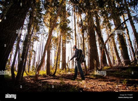 Trees Walking Hiking Hi Res Stock Photography And Images Alamy