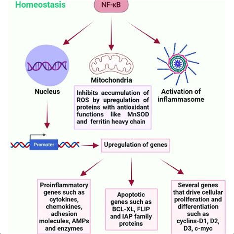 Diverse roles of NF κB in regulation of homeostasis NF κB plays a Download Scientific