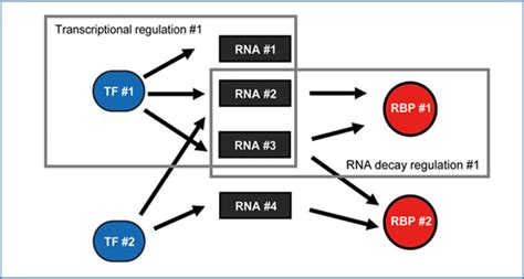 RNA Seq And Quantitative Modeling Unravel The Contributions Of Regulated Transcription And MRNA