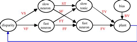 Simplified Neural Network Model Of The Vergence System With Learnable