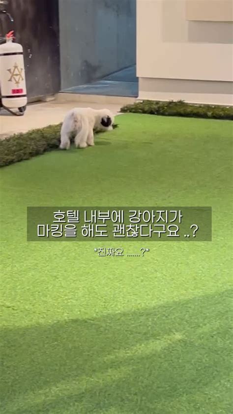 포차코 Pochaacccoo • Instagram Photos And Videos