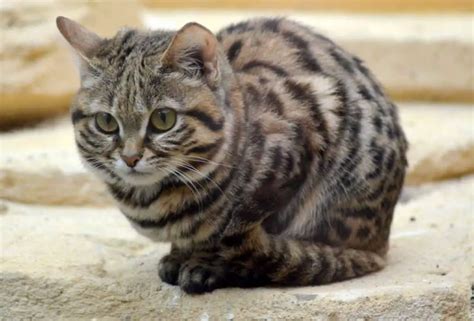 Gato De Patas Negras El Felino Africano Más Pequeño Es Verdaderamente