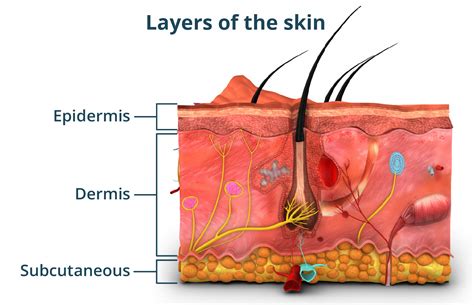 Epidermis Structure Cell And Layers Of A Human Skin 17 600 Layers Of