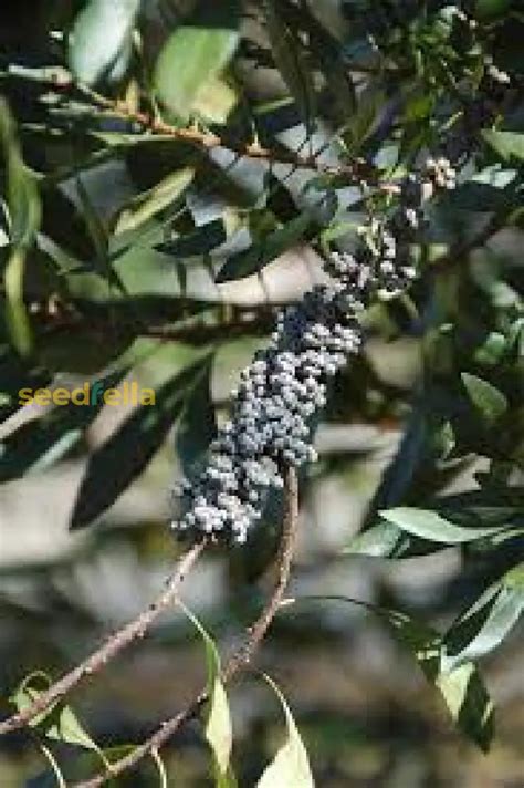 Buy Myrica Cerifera Fruit Planting Seeds Aromatic Shrub For Lush Gardens