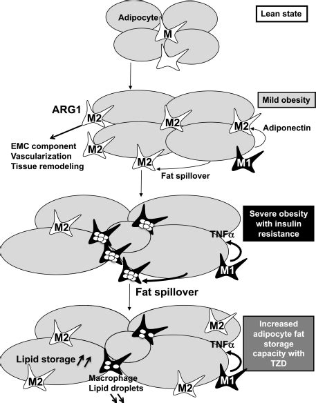 model of macrophage polarization and foam cell formation in obese
