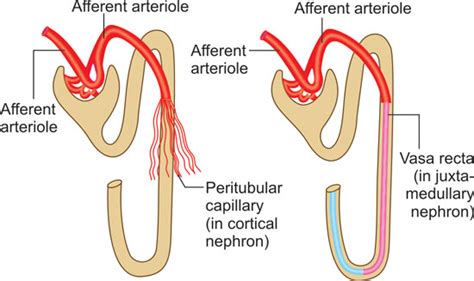Peritubular Capillaries And Vasa Recta