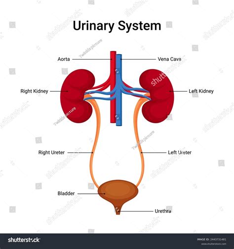 Anatomical Structure Human Urinary System Stock Vector Royalty Free 2443731481 Shutterstock