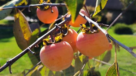 The American Persimmon A Comprehensive Profile Growit Buildit