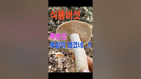 외대덧버섯밀버섯삿갓외대버섯shorts Youtube