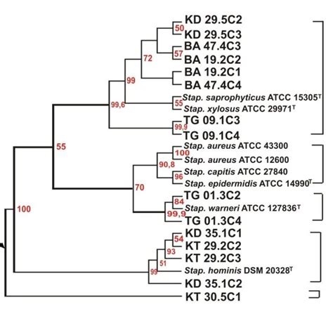 the phylogenetic tree constructed by algorithm neighbor joining saitou