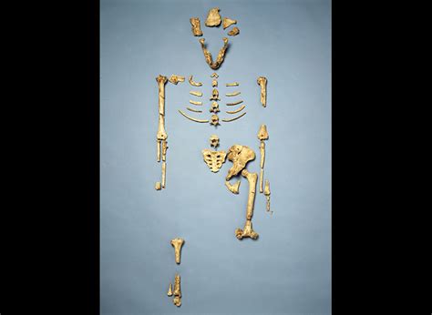 Australopithecus Afarensis Lucys Species Natural History Museum