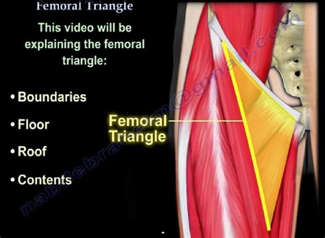 Anatomy Of The Femoral Triangle —