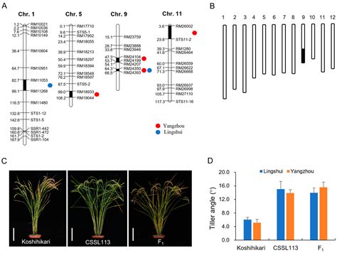 Identification And Fine Mapping Of Quantitative Trait Loci For Tiller Angle Using Chromosome