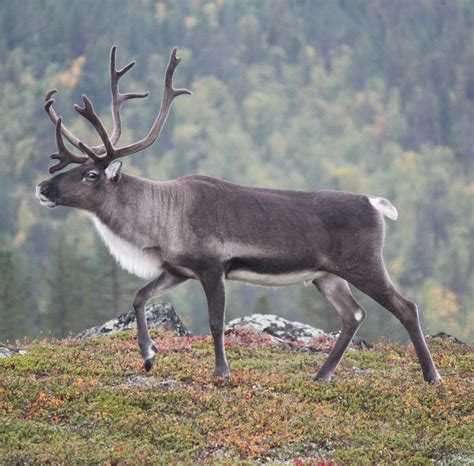 Lapland Wildlife Explore Finnish Animals And Wildlife