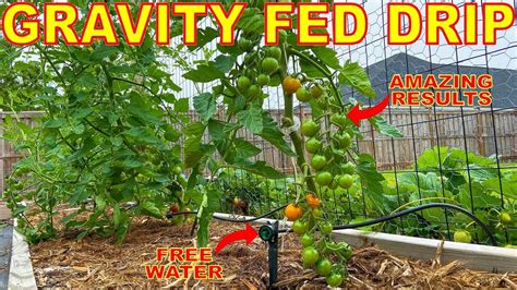Diy Gravity Fed Drip Irrigation At Gemma Dalton Blog
