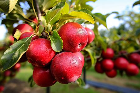 成熟的苹果高清图片下载 正版图片600457586 摄图网