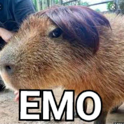 Пин от пользователя Tom Yt на доске Memes De Que Nunca Voy A Hacer Капибара Смешные