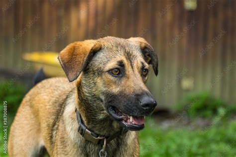 Anatolian German Shepherd Mix