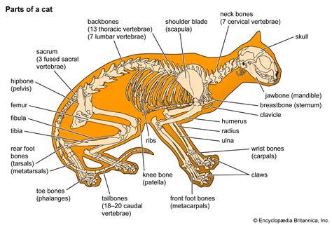 Cat Internal Anatomy Cat External Anatomy Diagram Quizlet
