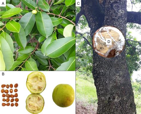 H Speciosa Tree Parts A Leaves B Seeds Fruit Pulp And Whole