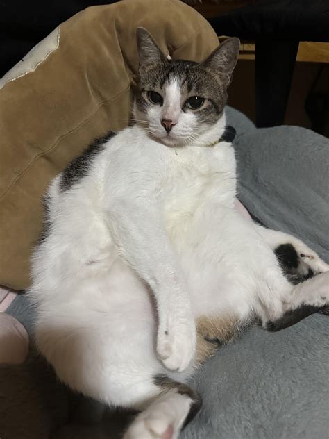 Is She Asserting Dominance Rcats