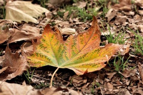 Learn All On How Long Does It Take For Leaves To Decompose Plantisima