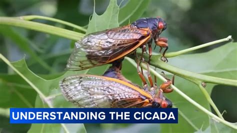 Cicada Noise Field Museum Explains Loud Cicada Calls Amid Chicago Area Emergence In Illinois