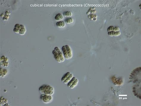 Freshwater Algae Key