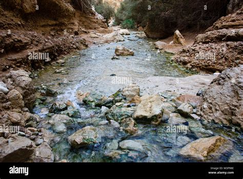 Nature In The Wadi Bokek Reserve Of The Judean Desert In Israel Nature