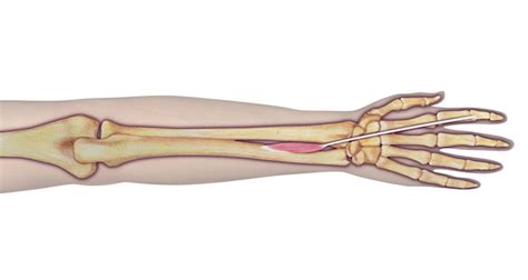 Index Extensor Tendon Combined Edc And Eip Anatomy Anatomic Structures At Risk