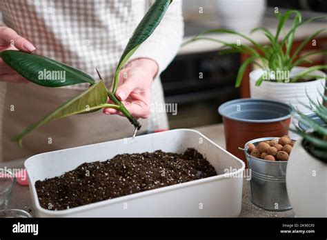 Woman Holding Ficus Elastica Seedling With Roots Ready For Transplantation In Glass Of Water