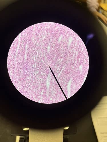 Human Phys Flashcards Quizlet