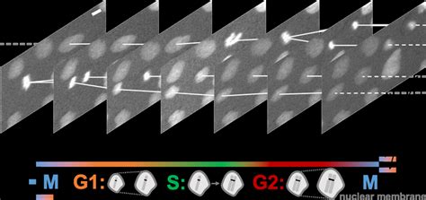 The Objective To Annotate Continuous Measurements Such As Cell Cycle