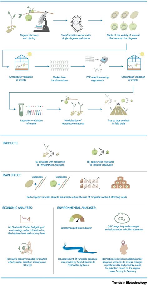 Insights On Cisgenic Plants With Durable Disease Resistance Under The European Green Deal