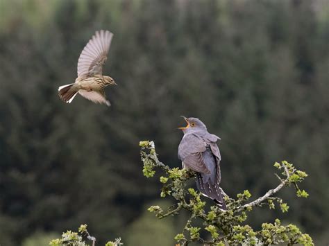Migration Tracking The Mysterious Journey Of The Cuckoo New Tech
