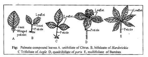 What Is Palmate Compound Leaf Give Its Types