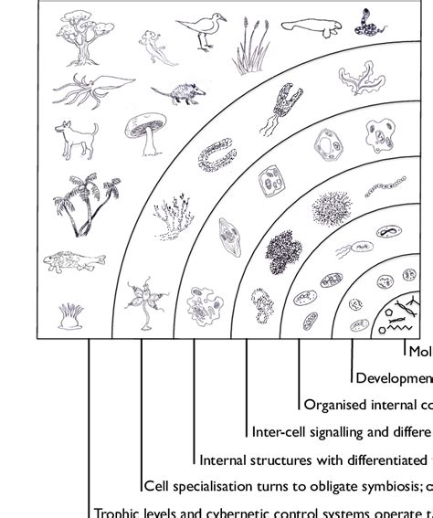 Hierarchical Self Assembly Of Complex Systems The Increase In
