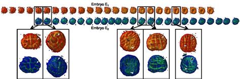 Spatio Temporal Registration Of Two Time Series Of Embryo Enlarged Download Scientific Diagram