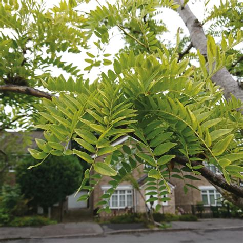 Help Us Plant More Trees Sheffield Street Tree Partnership