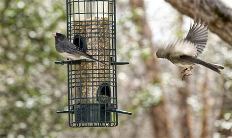 How To Hang A Bird Feeder High In A Tree Wildlifeful