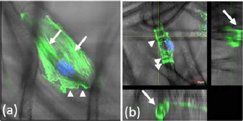 F Actin Organization In Cell Scaffold Interaction A An Image Of