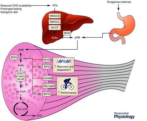 Formation Of Ketone Bodies