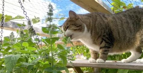 Catnip Herb Seeds 200 Seeds Etsy