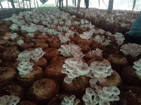 โครงการเพาะเห็ดเศรษฐกิจแบบเกษตรกรมีส่วนร่วมจังหวัดศรีสะเกษสร้างอาชีพและรายได้ให้สมาชิกปีละกว่า 1