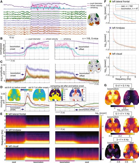 Cortex Wide Neural Dynamics Predict Behavioral States And Provide A